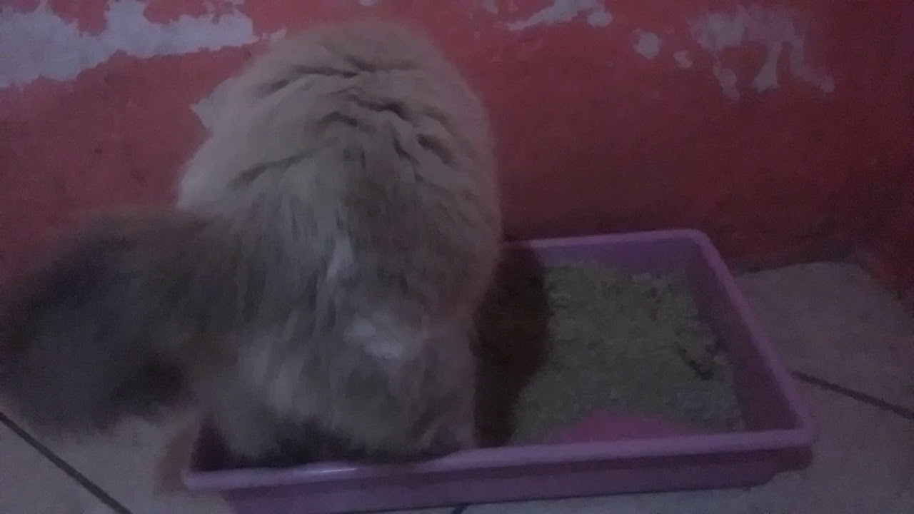 Meu gato cagando #4 - YouTube