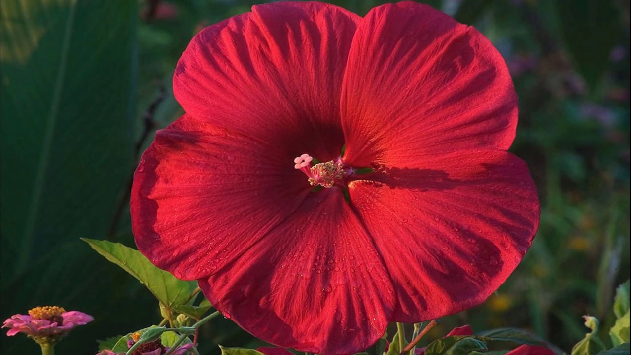 Red flowers (HD1080p) - YouTube