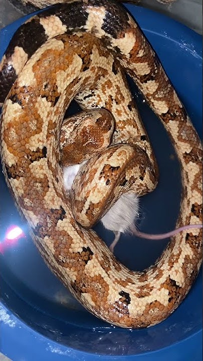 Boa drowns mouse #snake #shorts #feeding #reptile - YouTube
