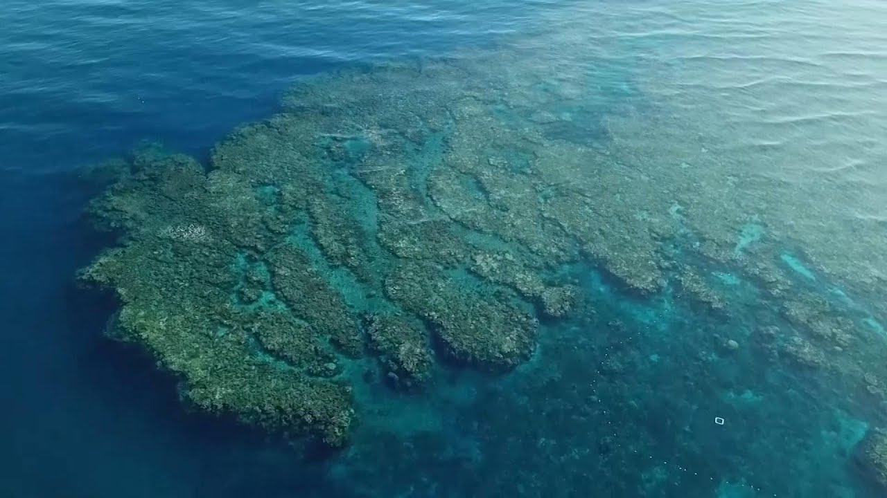 Scientists warn of plastics threat to corals as Great Barrier Reef ...