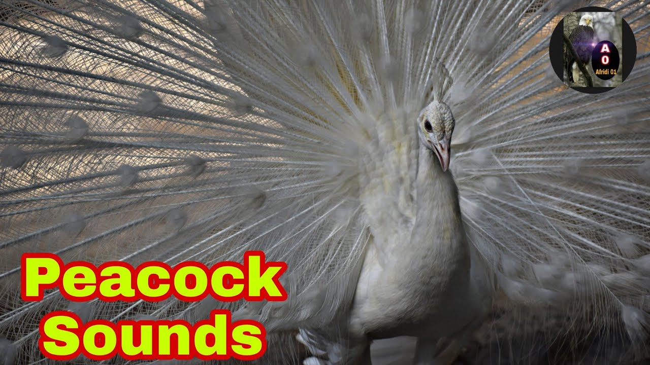 Peacock Sounds | Peacock Voice | White Indian Peafowl Video | White ...