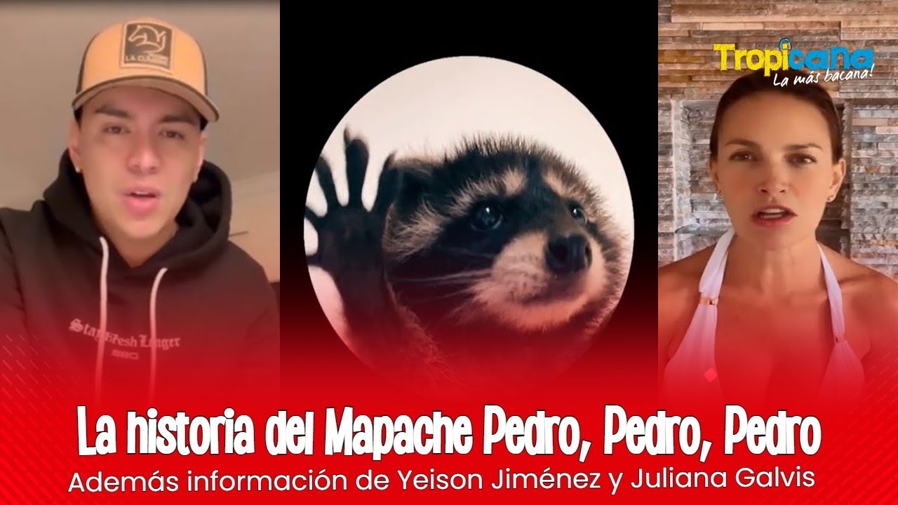La historia del Mapache Pedro, Pedro, Pedro - YouTube