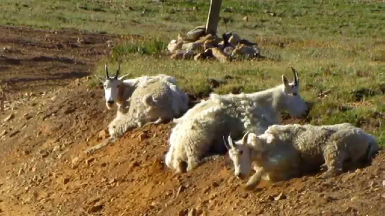 3 mountain goats kicking dirt - YouTube