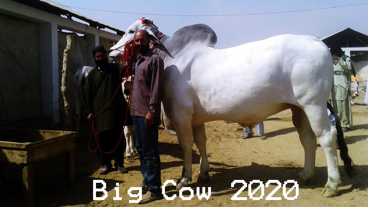 Cow - sadeeq agro 2020 collection - YouTube