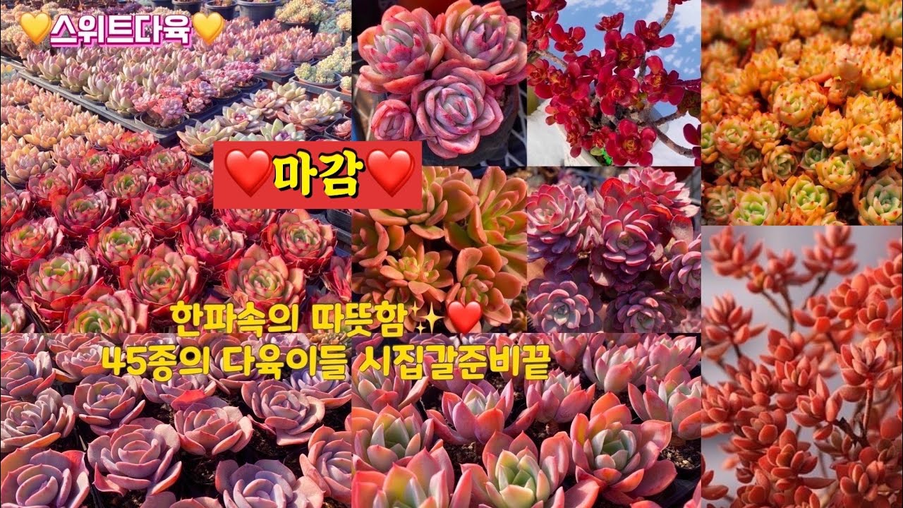 ️마감 ️ 2월 5일💛이쁨 뿜뿜💛 자꾸 자꾸 중독시키는 묘한 매력덩어리 🥰스위트다육🥰 다육 다육이 다육식물 다육이키우기