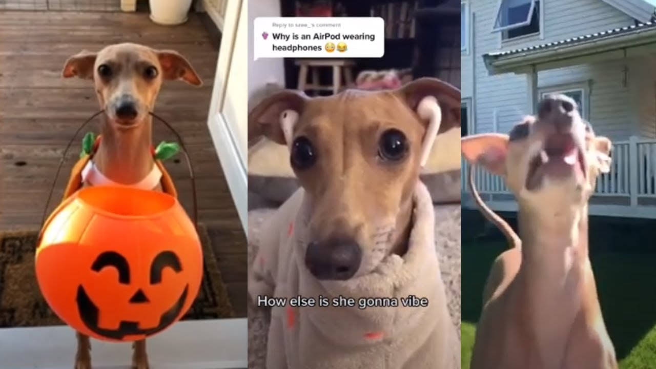 AWW SO Funny Dog Videos 😂😂 - Cute Dog Reactions videos Try not to Laugh ...