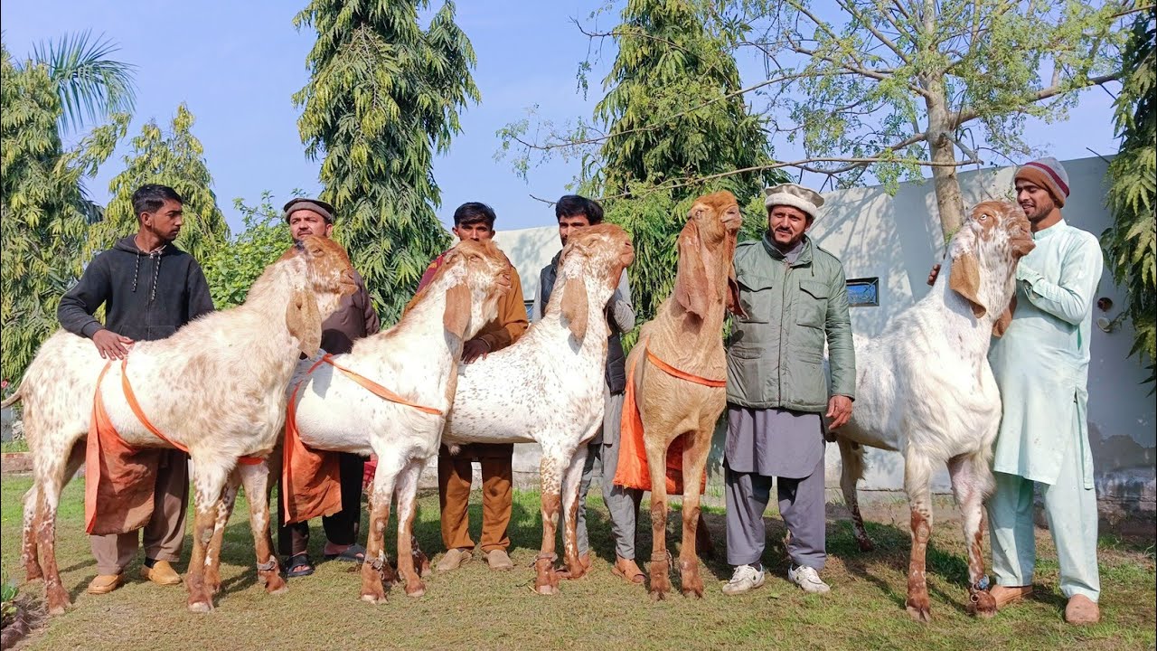"SHAH JAHAN", "RUSTAM" And " ANMOL" Top Class MAKHEE Cheena Breeder ...