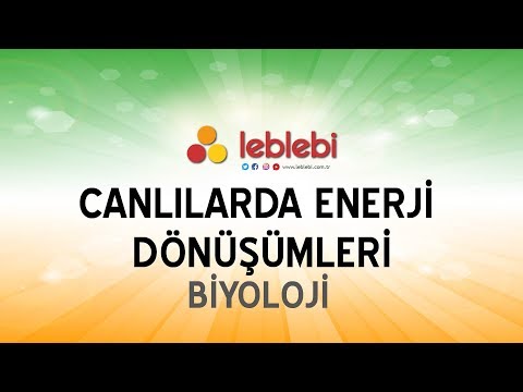 BİYOLOJİ / CANLILARDA ENERJİ DÖNÜŞÜMLERİ