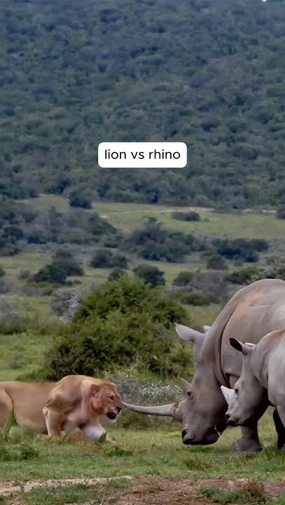 LION VS RHINO - YouTube