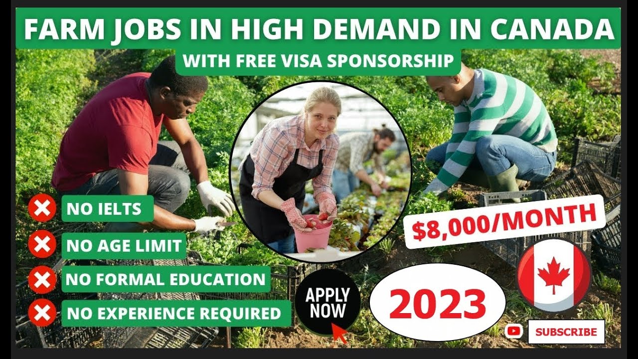 Farm Jobs In Canada With Free Visa Sponsorship In 2023 No Education farm-jobs-in-canada-with-free-visa-sponsorship-in-2023-no-education