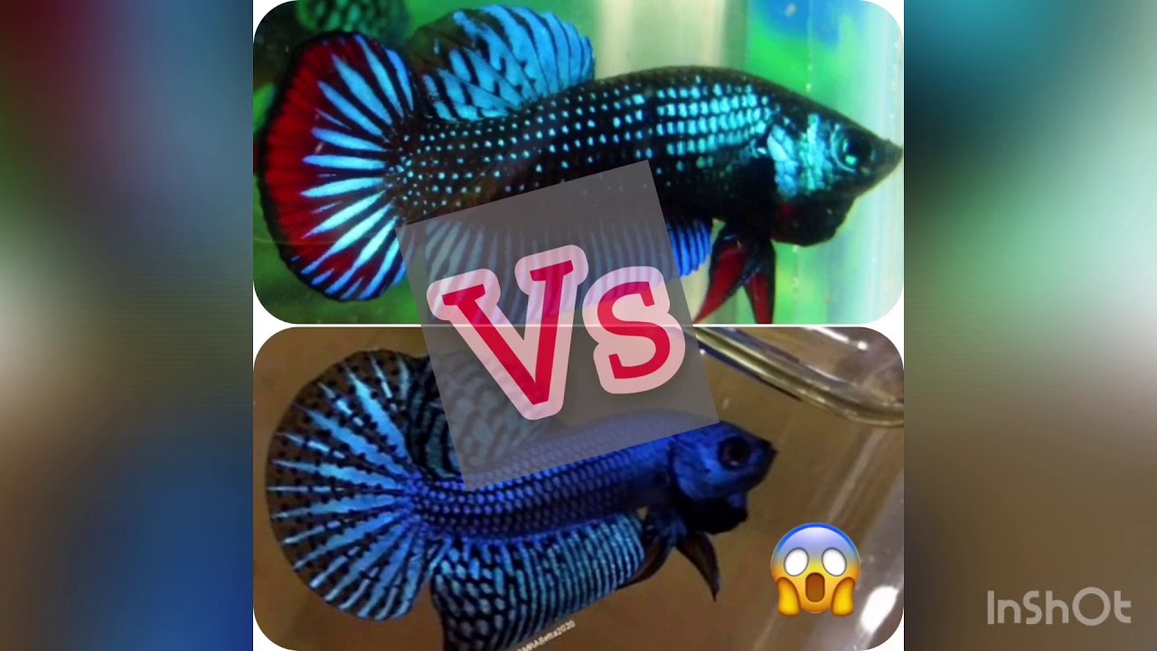 Wild betta fight - YouTube