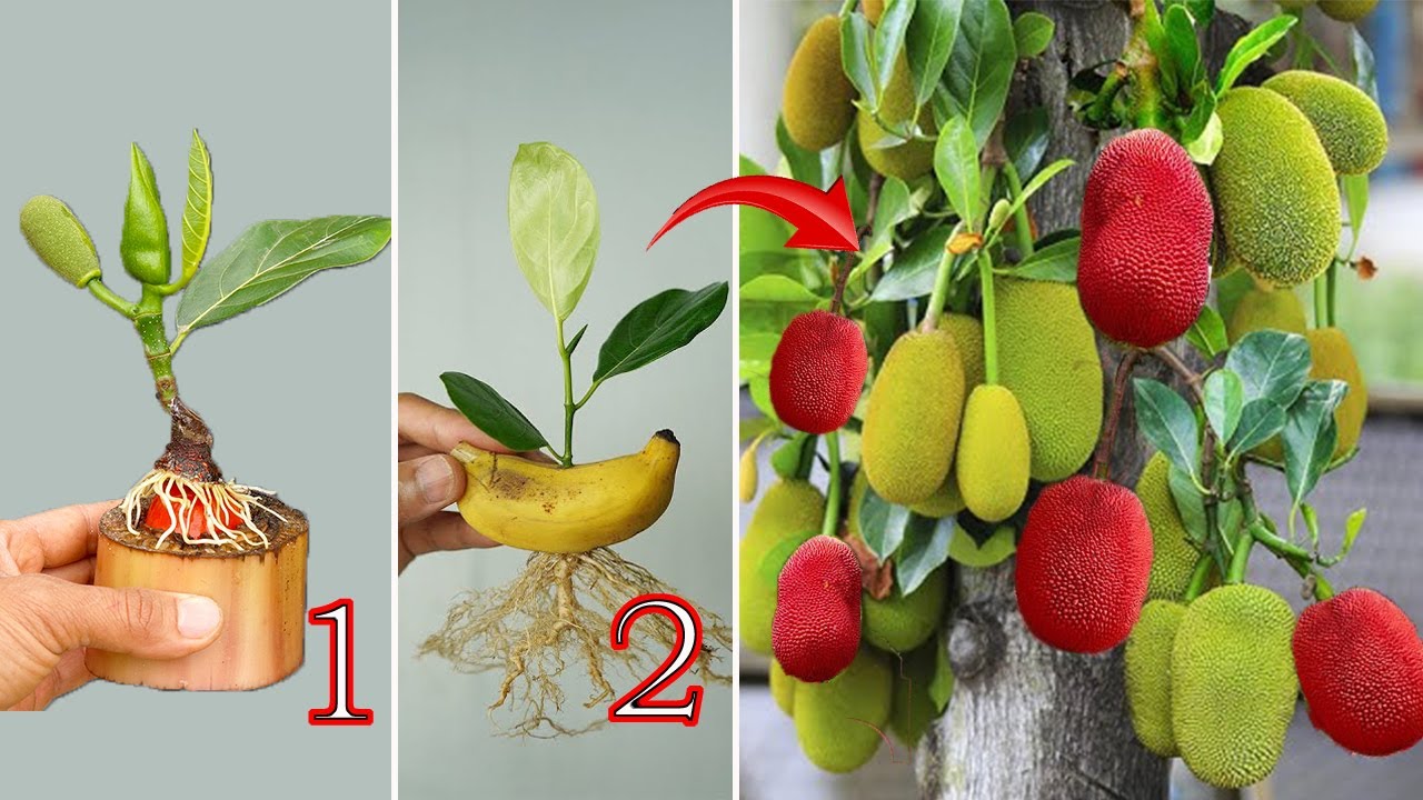 Two simple techniques for propagating jackfruit tree from branches ...