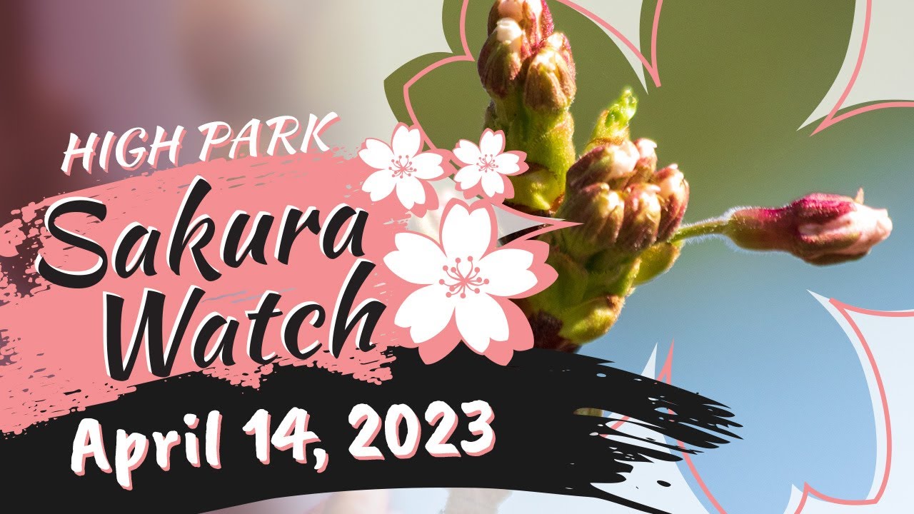 Sakura Watch April 14, 2023 - Ep 4 - Hot weather has accelerated the development into Stages 4 ...