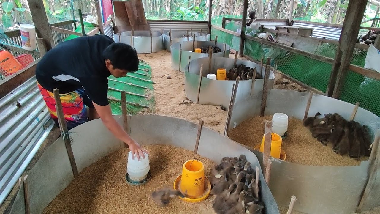 EP - 083 | Guide Sa Pag Aalaga Ng Ducklings | Duck Farming | Lapag ...