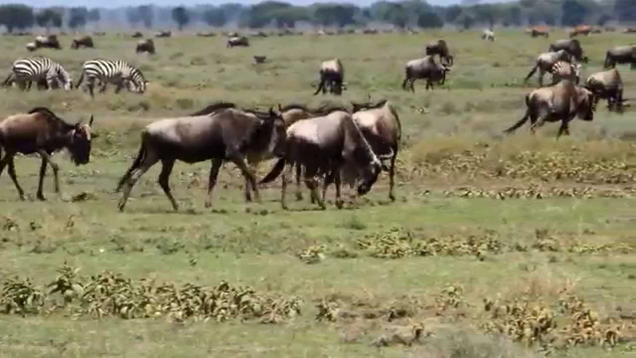 Nature or Nurture - Wildebeest birth during the Great Migration ...