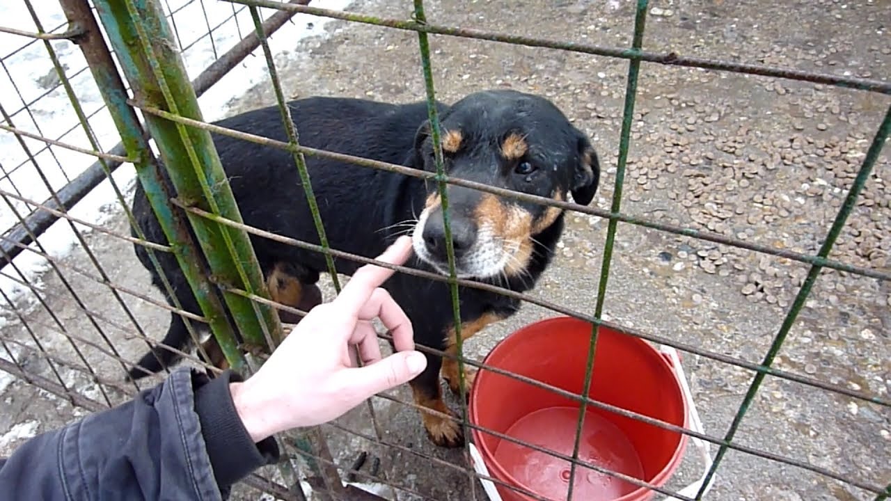 Abandoned Senior Dog Left To Die Makes Amazing Recovery Rescued By Howl ...