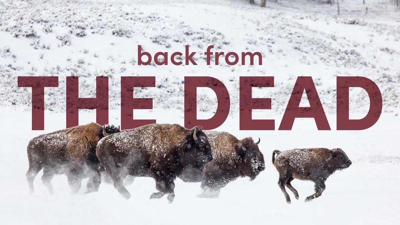 3 Animals That Came Back From Extinction | North America - YouTube