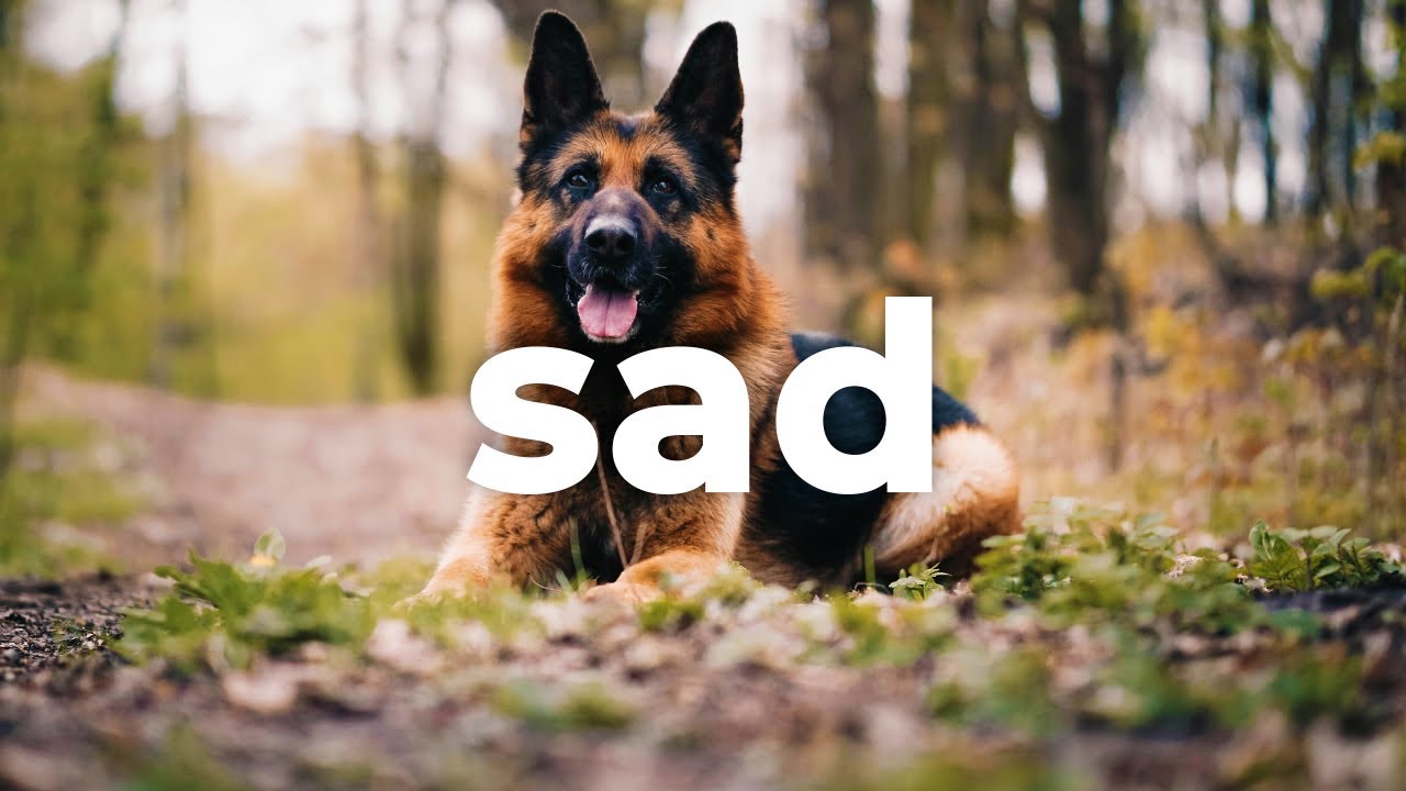 🐶 Sad & Nostalgic (Royalty Free Music) - "MEMORIES" by NickOST 🇪🇸 - YouTube