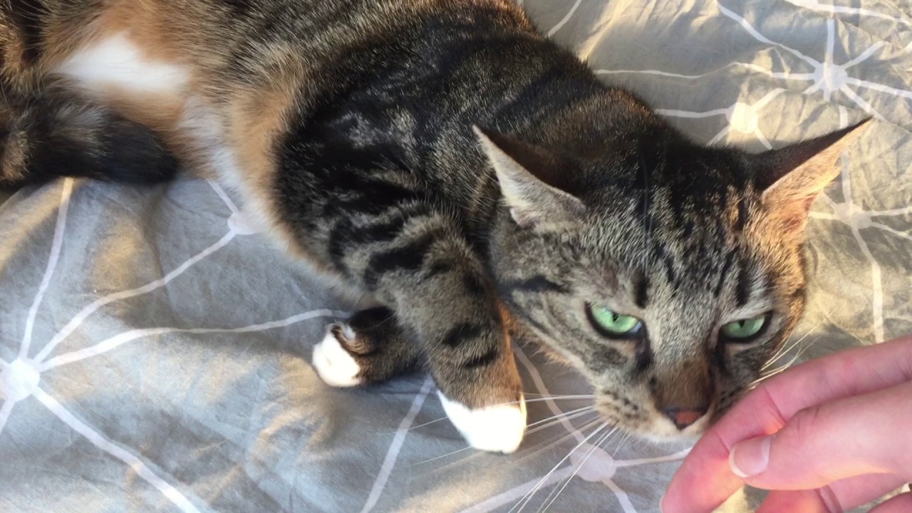 Lieve cyperse kat Muis! - Dierenoppas Amersfoort - YouTube