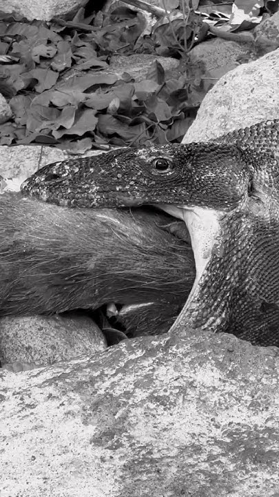 incredible swallowing process - YouTube