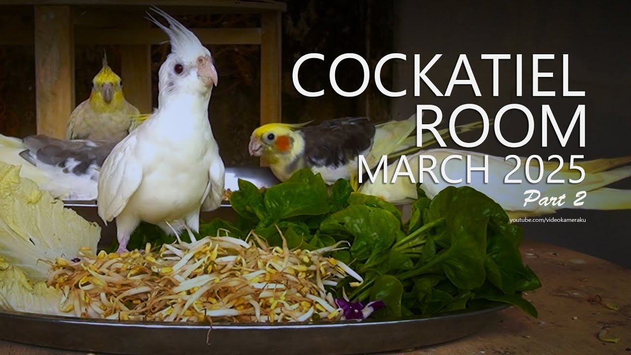 Cockatiel Room: March 2025 | Part 2 - YouTube