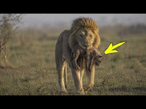 Der Löwe packte das hilflose Baby – was dann geschah, erstaunte alle!