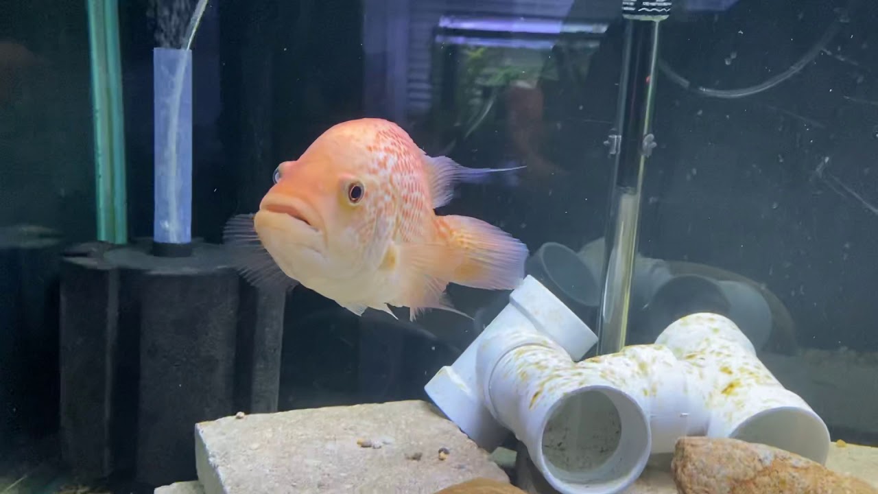 Red Dovii begging for food - YouTube