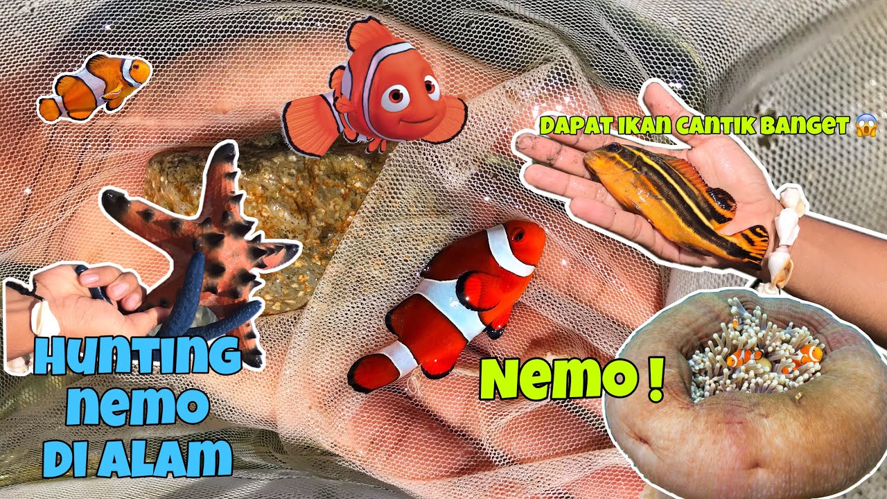 Hunting ikan Nemo tapi dapat banyak ikan hias cantik 😱 - YouTube