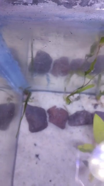 peces cebra transgénica #peces #acuario #aquascape - YouTube