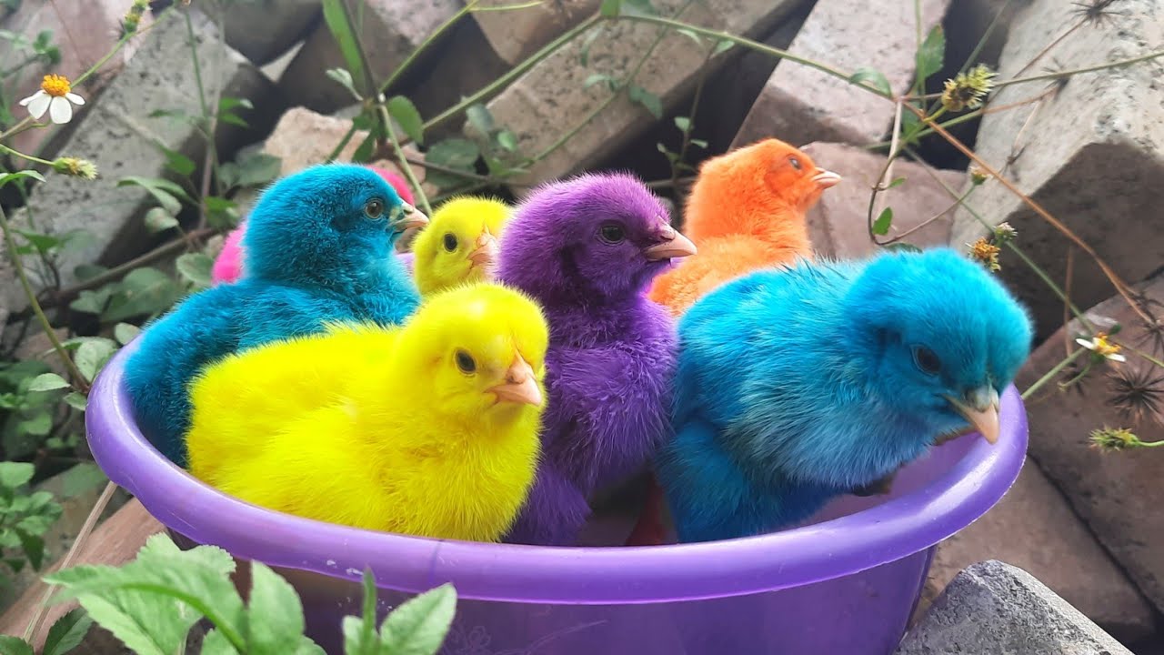 Menangkap ayam warna warni,ayam rainbow,ayam lucu,hamster,bebek angsa ...