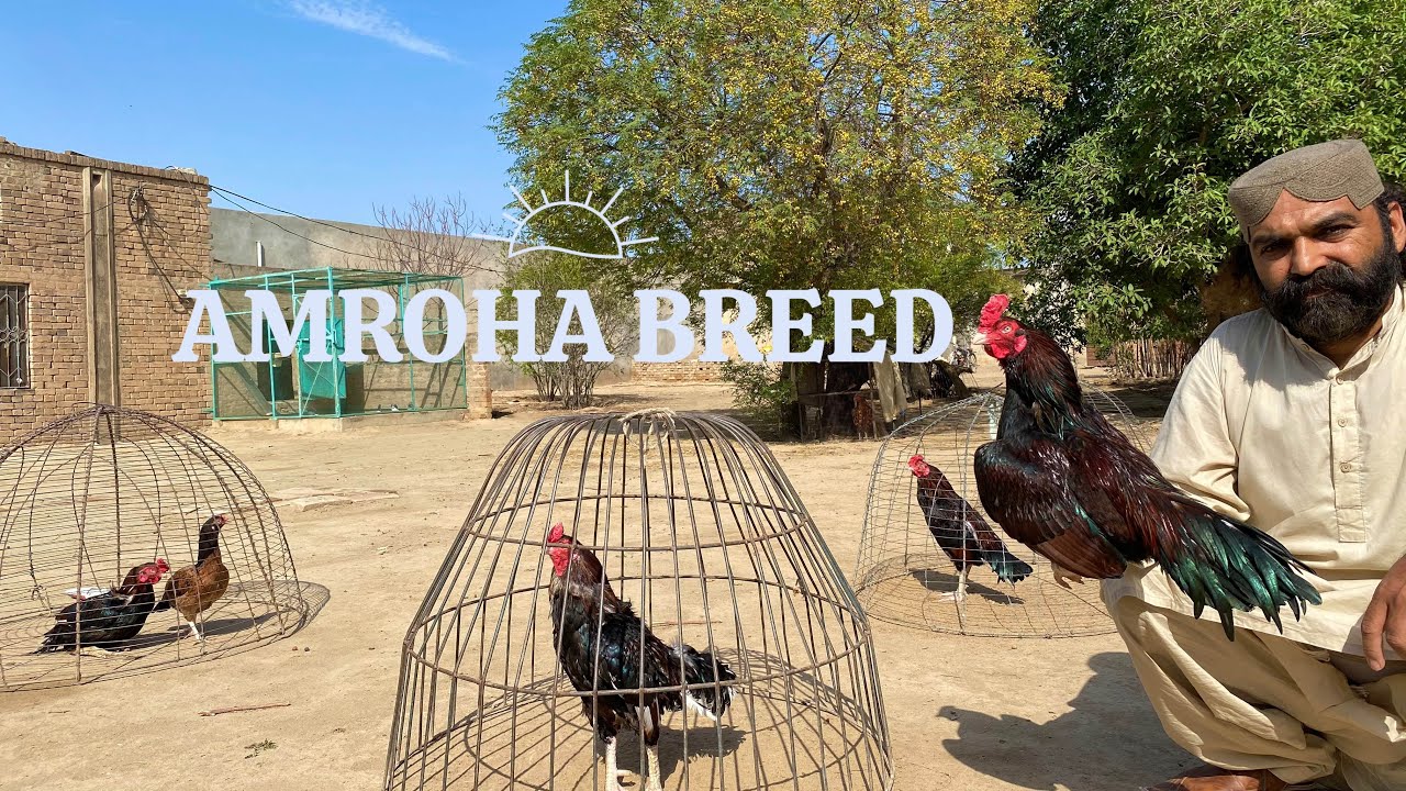 Amroha Breed Of Puno khail Group - YouTube
