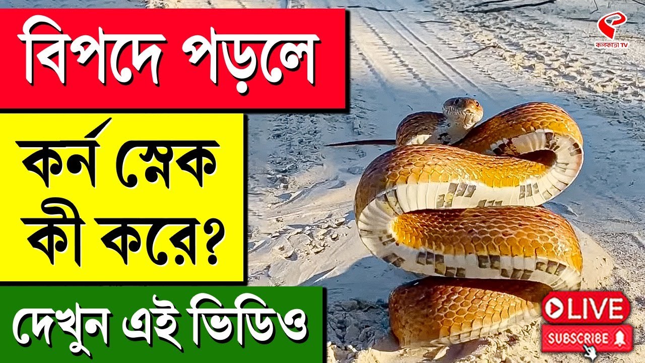 Corn Snake Defense Posture | বিপদে পড়লে কর্ন স্নেক কী করে? দেখুন এই ...