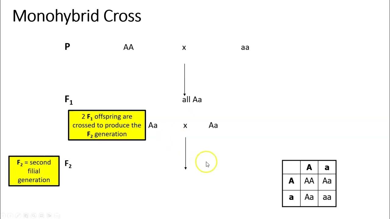 Monohybrid Inheritance - YouTube