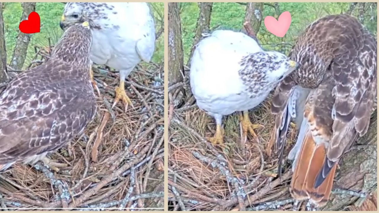 【4/5】Tom Angel 白変種（リューシスティック）のアカオノスリAngelさん 2024【Leucistic Red-tailed ...