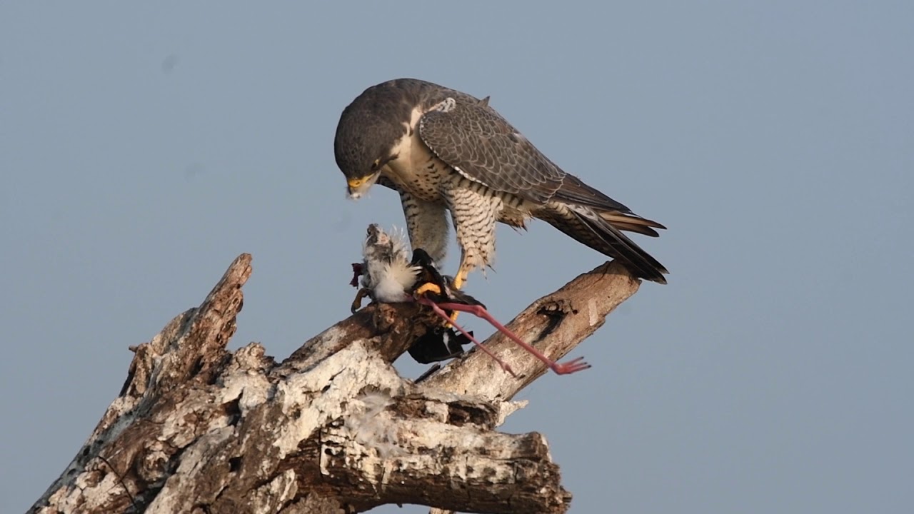 Peregrine falcon with a stilt kill at Bhigwan Bird Sanctuary, on the ...