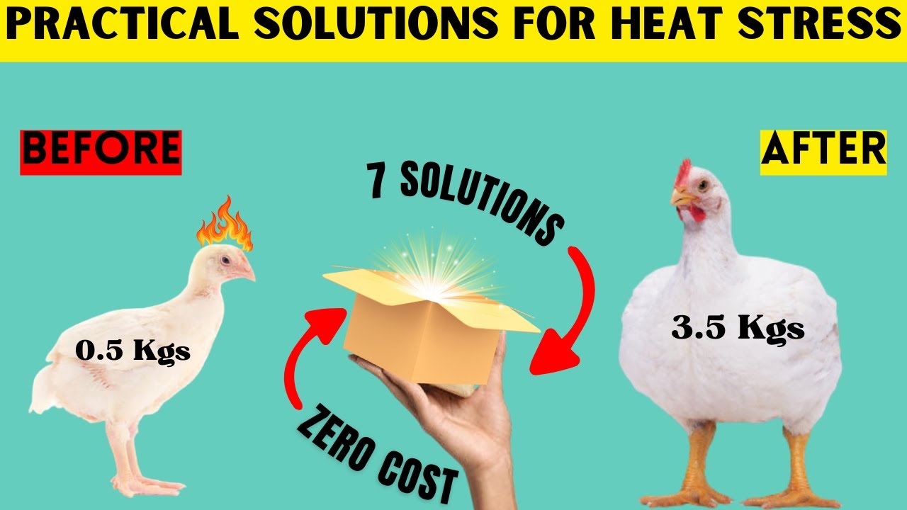 TOP 7 CHEAPEST WAYS TO ELIMINATE HEAT STRESS IN YOUR FLOCK WITHOUT ...