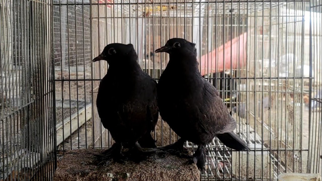 Panen Sepasang Anakan Merpati Tapel dan Pelepasan Merpati Santinet ...