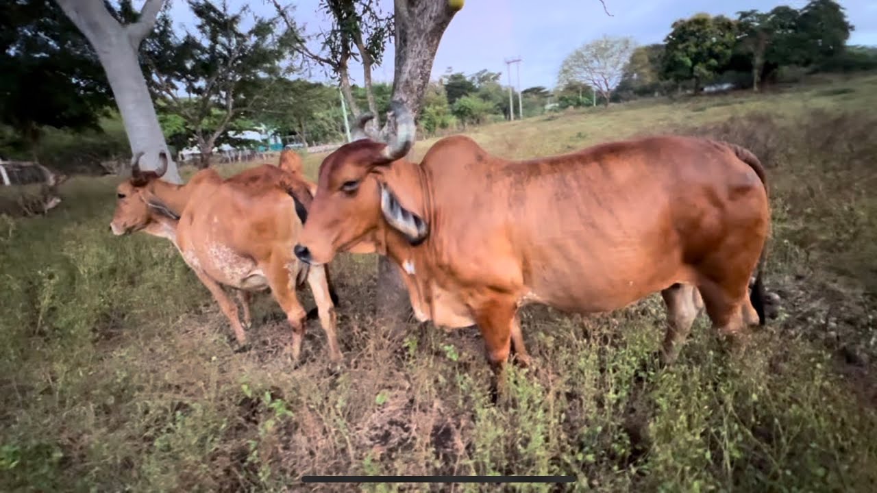 Mira esta hermosa Vaca gorda - YouTube