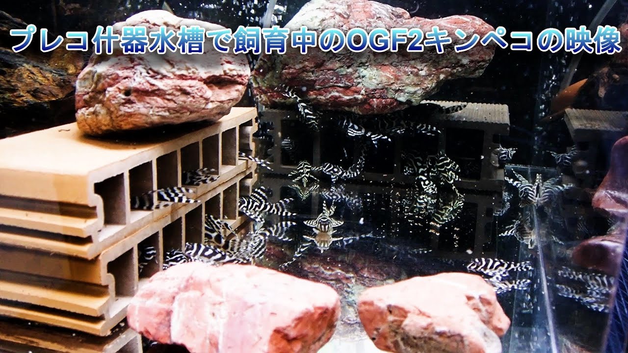 プレコ什器水槽で飼育中の我が家生まれのF2キンペコ35匹の映像、通称OGF2キンペコ - YouTube
