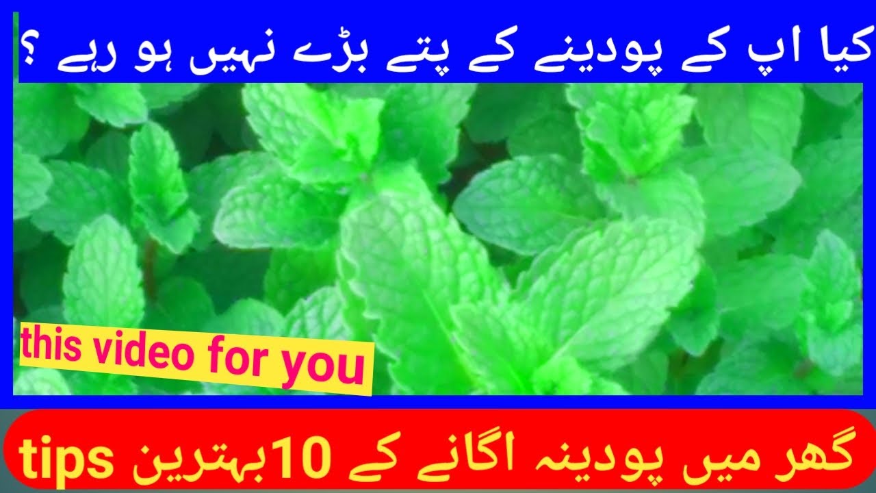 grow mint easy methd at home Propagation mint from cutting(complete ...