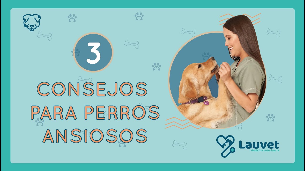 3 CONSEJOS PARA PERROS ANSIOSOS - Lauvet - YouTube