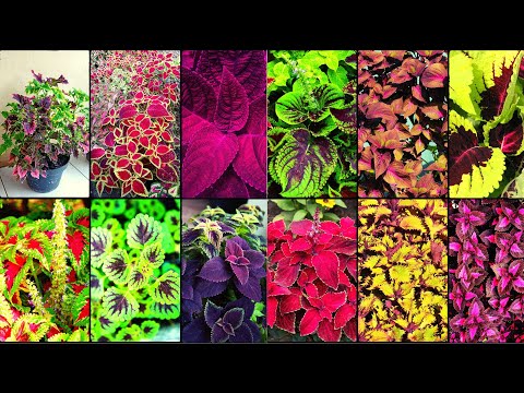 COLEUS VARIETIES - Plants Weekly
