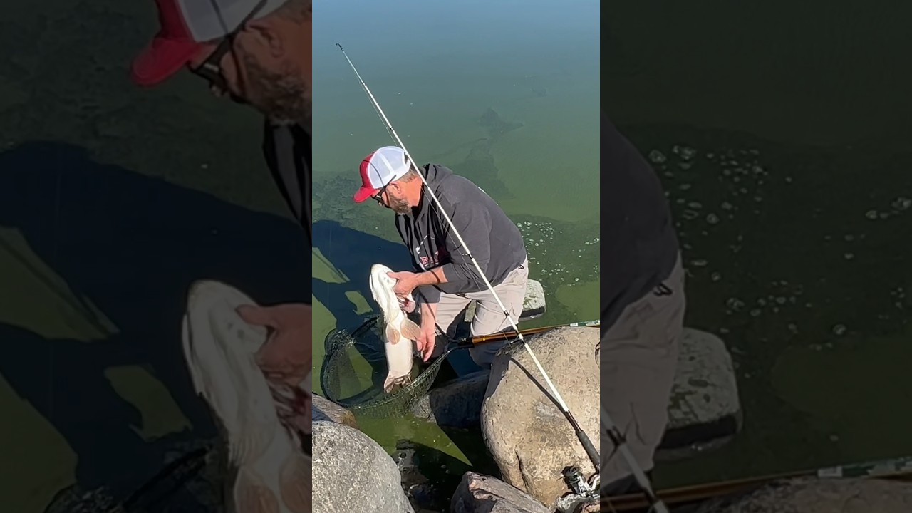 Catching Monsters In Algae Soup! - YouTube