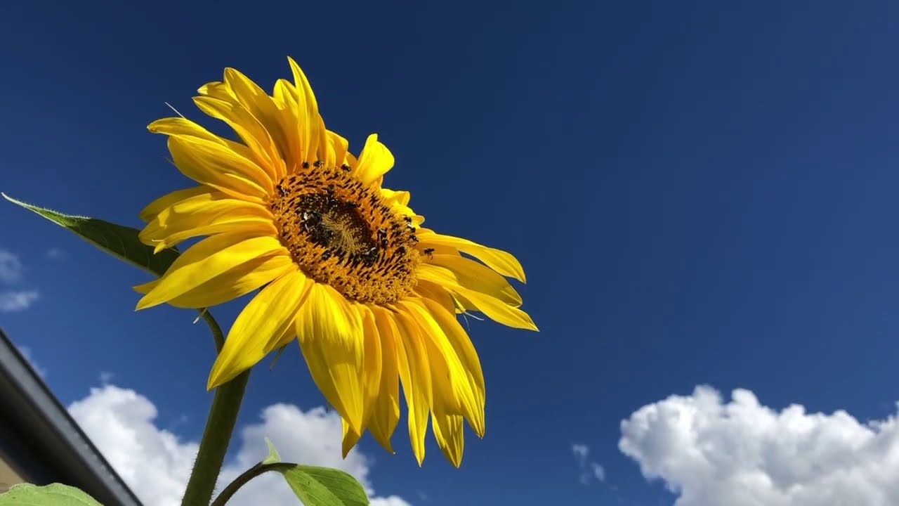 Seven Bees Garden - Native Bees on a Sunflower - YouTube