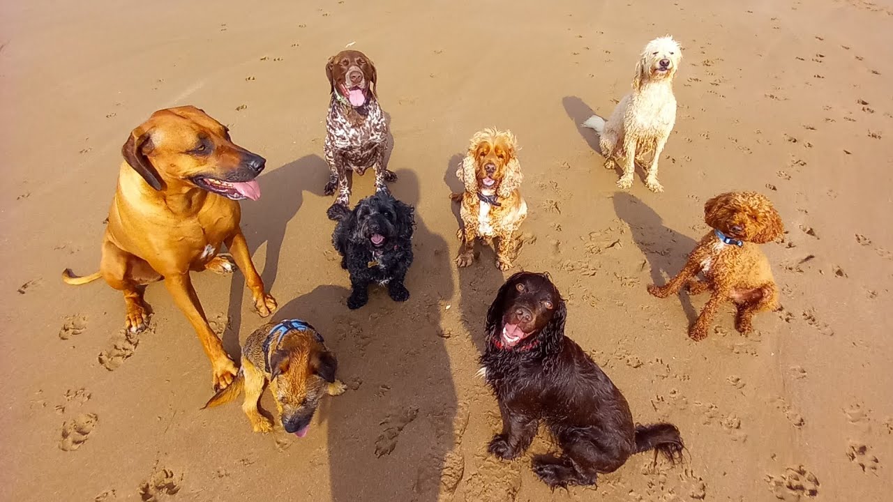 Dogs on Walks. Most beautiful morning with a pack of 8. - YouTube