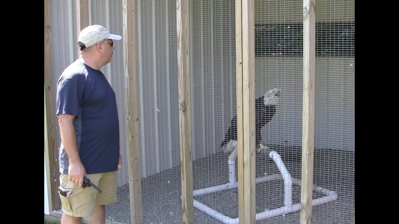 Illinois Raptor Center up for $50,000 award - YouTube