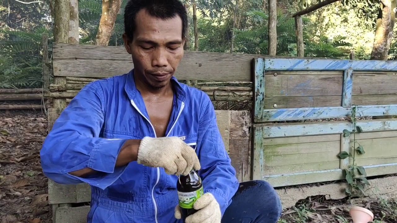 6) Rumput Sambau Jadikan Kompos Jangan Diracun. - YouTube