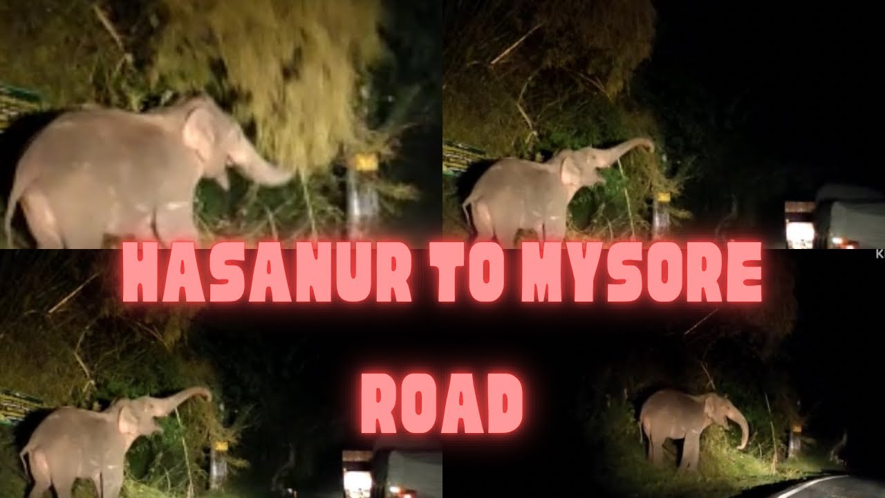 # Hasanur To Mysore Road# # Wild Elephant# # Night Travelling# # Tiger ...