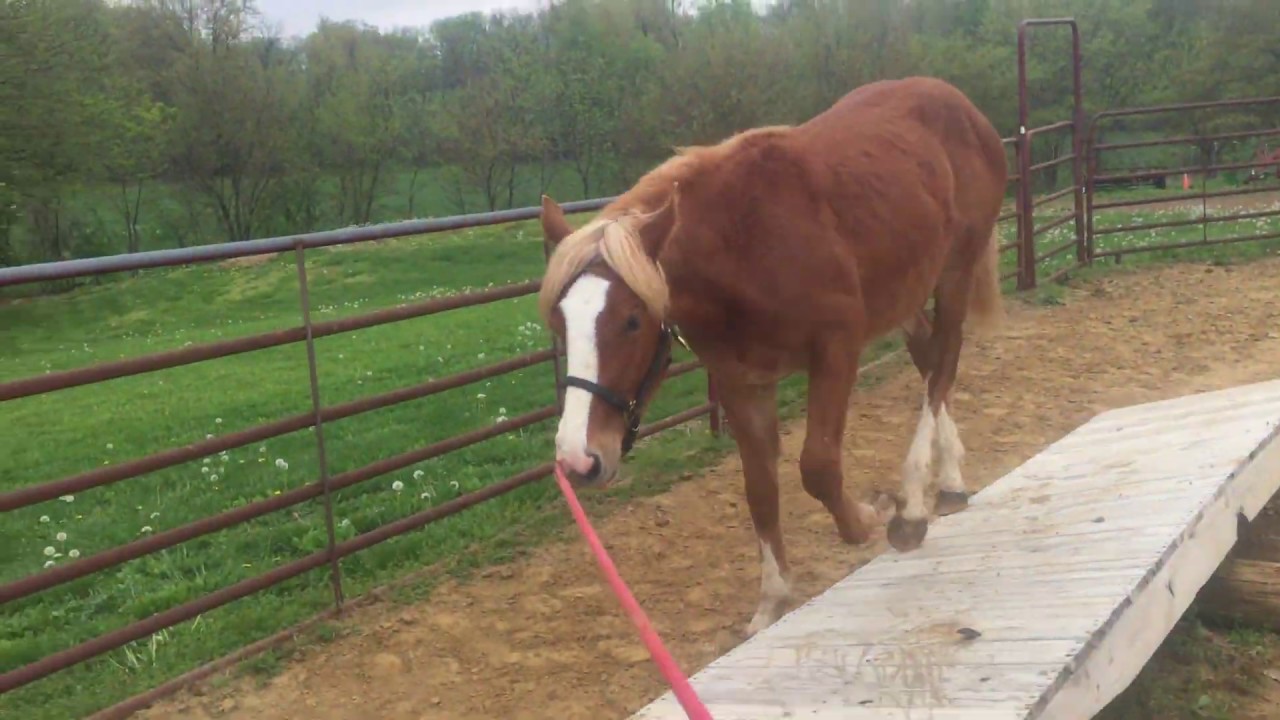 Young Stud Crosses Teeter-Totter Bridge - YouTube