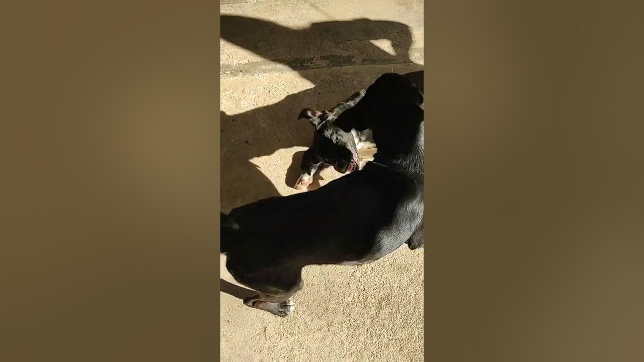 el amor de perro - YouTube